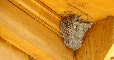 Why Does DIY Pest Control Fail?